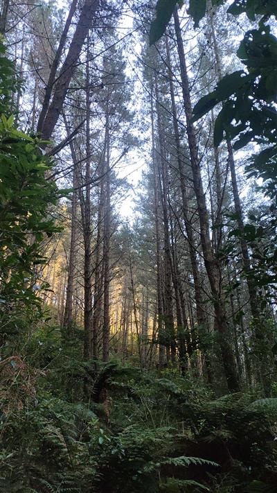 Awakino River Partnership 16 | Greenplan