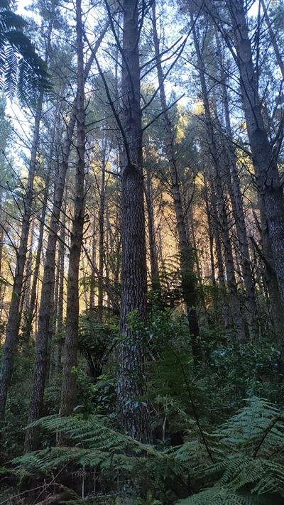 Awakino River Partnership 16 | Greenplan